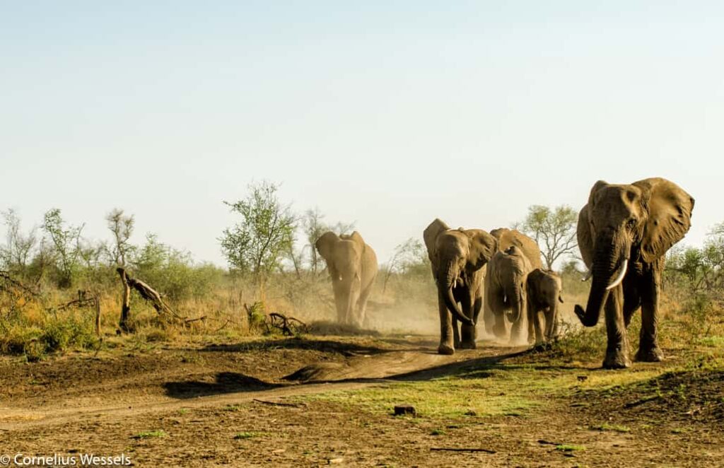 Tuningi Ranger's Journal November 2018 - Tuningi Safari Lodge