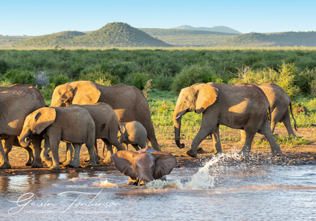 10 Incredible Elephant Facts | Tuningi Safari Lodge Blog
