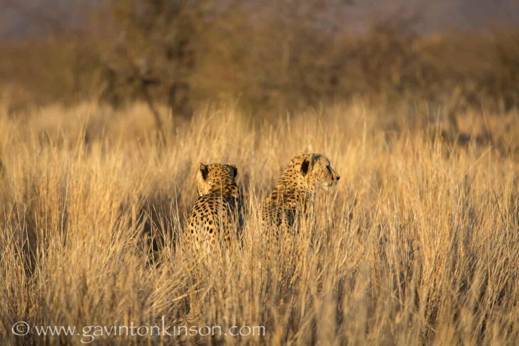 Cheetah Experience South Africa | Tuningi Safari Lodge Blog