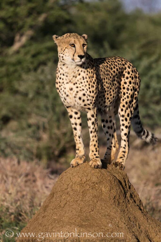 Cheetah Experience South Africa | Tuningi Safari Lodge Blog