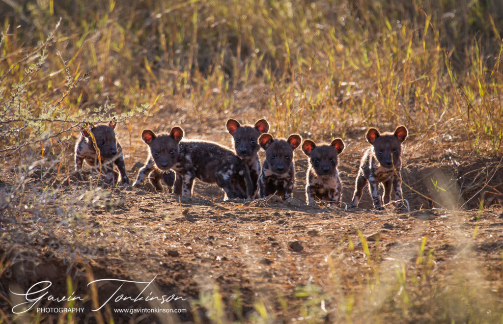 Celebrating World Wild Dog Day | Tuningi Safari Lodge Blog