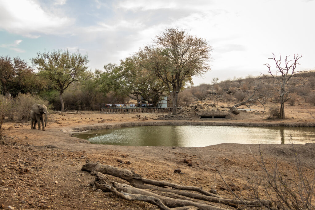 Below The Surface: Tuningi Safari Lodge's Underground Hide - Tuningi ...